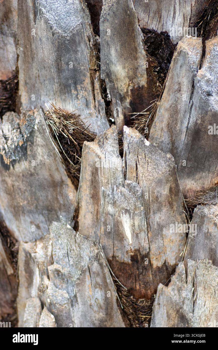 close up detail of the trunk and cut leaves of Date Palm fruit (Phoenix ...
