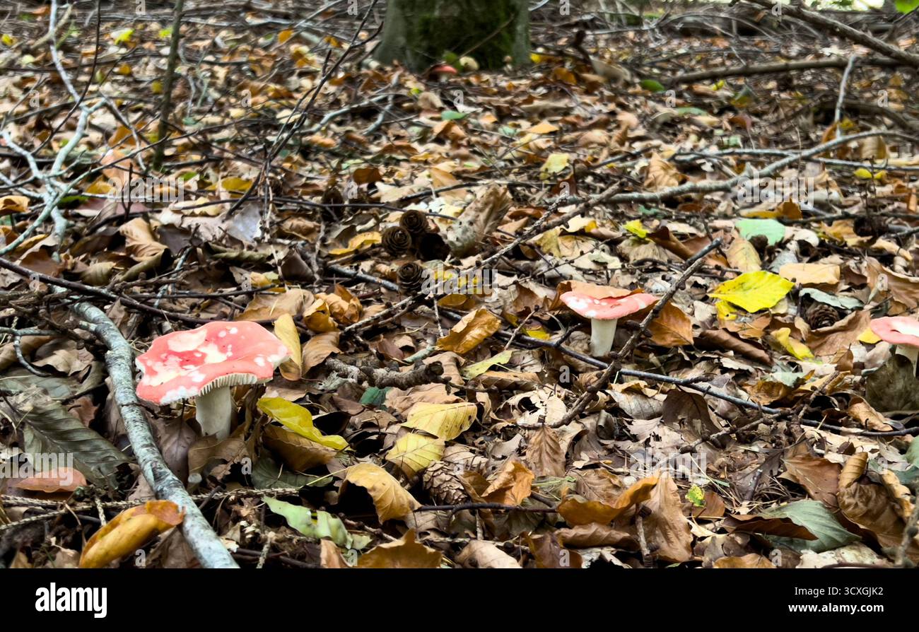Two red russula emetic mushrooms growing on the ground in the forest ...