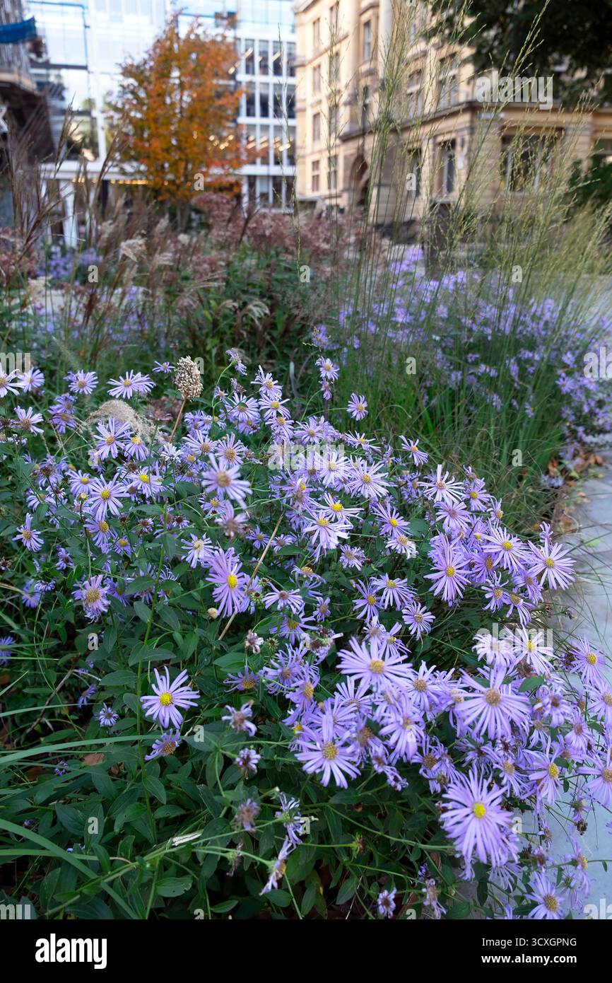 Purple Mauve Michaelmas daisies in border bloom at Finsbury Circle ...