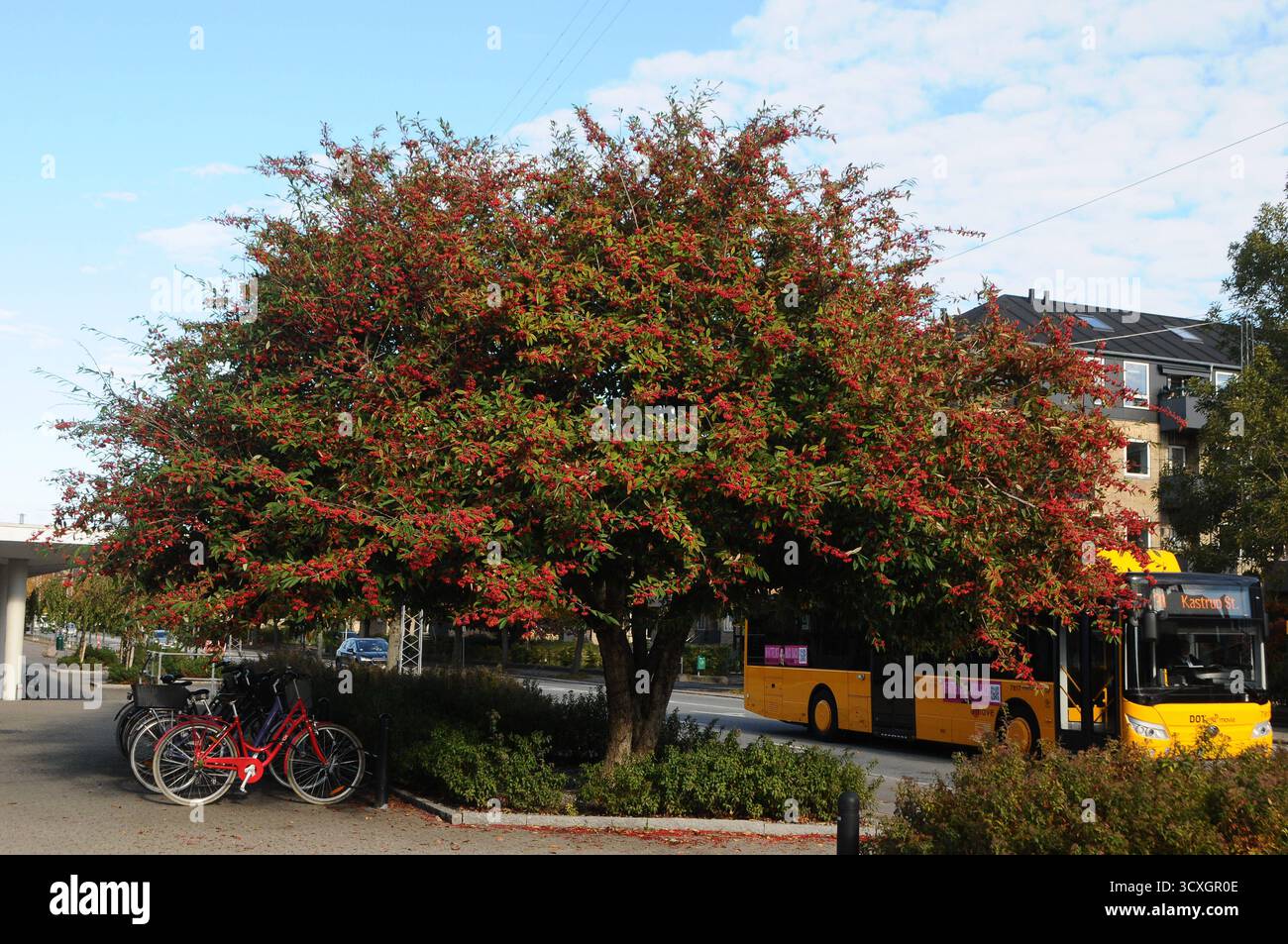 Copenhagen/ Denmark/14 .OCTOBER 2025/ Colourful tree on skottegaarden ...