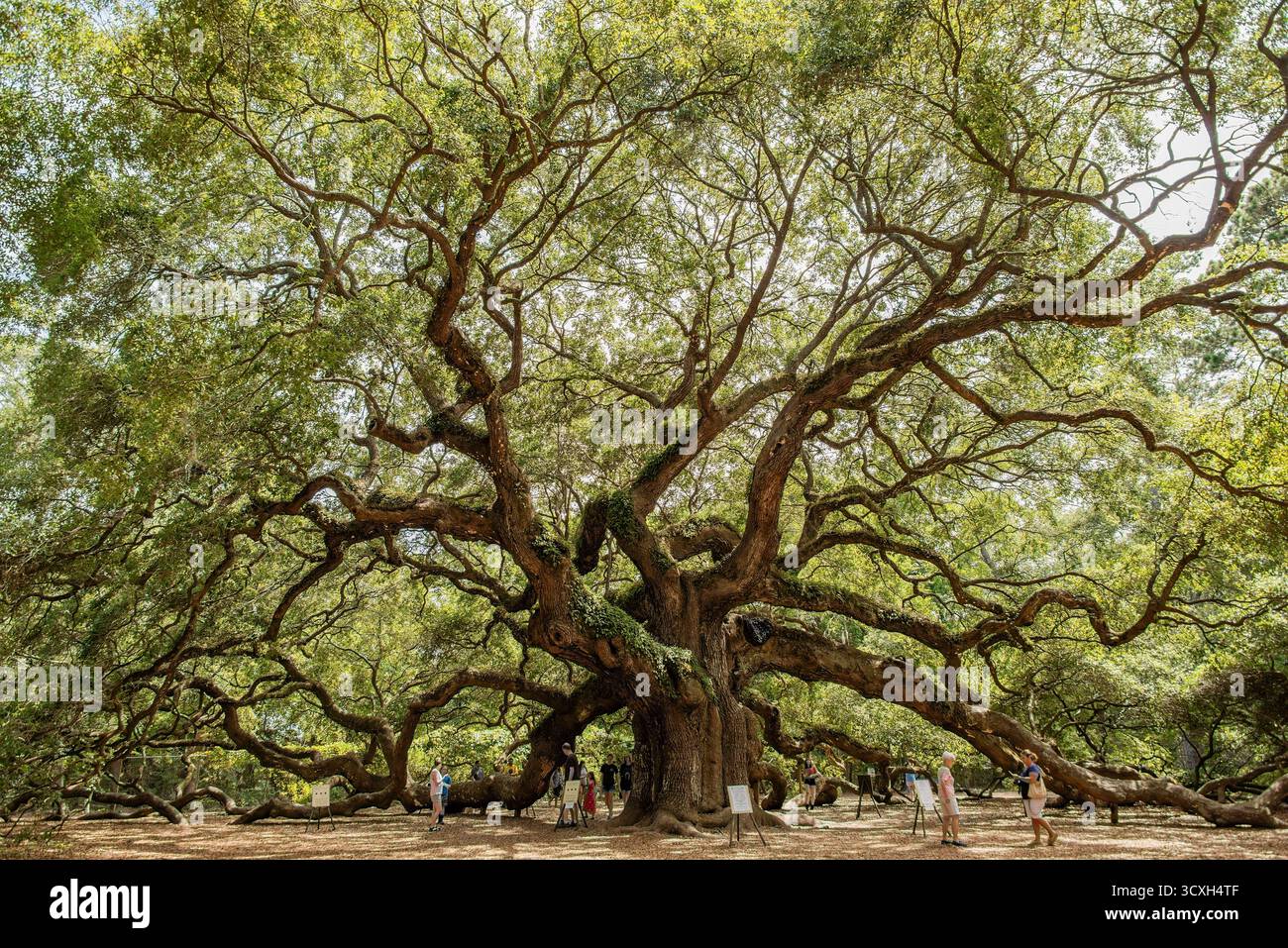Angel oak tree photos hi-res stock photography and images - Alamy