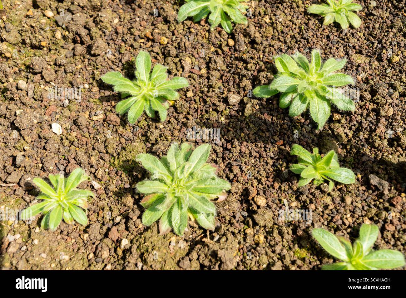 Saint Gallen, Switzerland, April 4, 2025 Inula Acaulis plant at the ...
