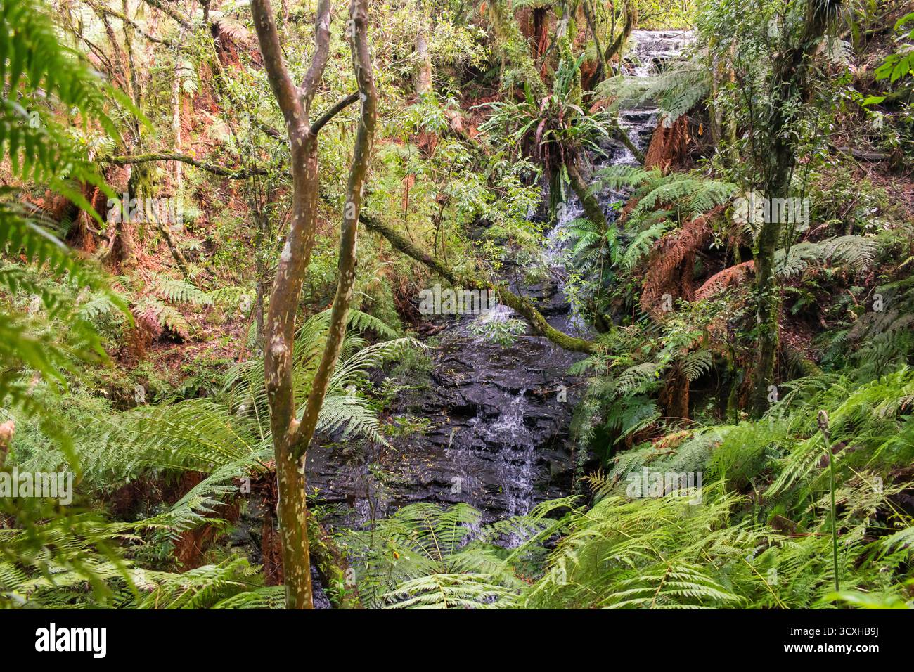 Waterfall inside an Araucaria moist forest in Sao Francisco de Paula ...