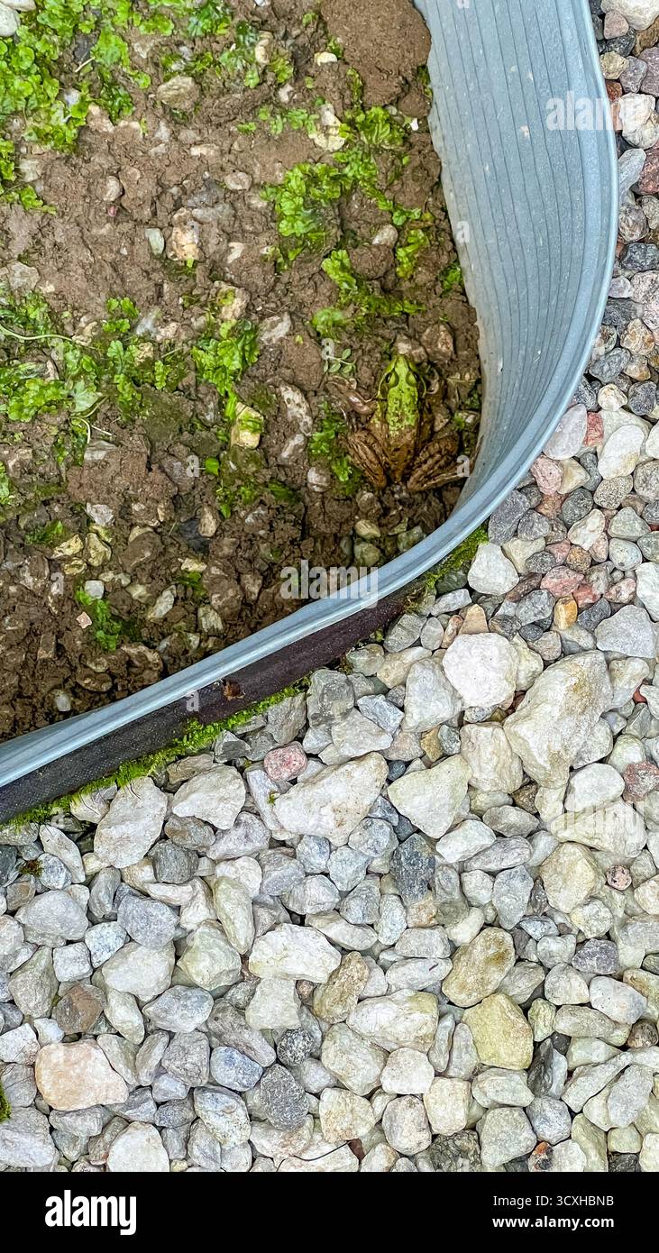Green frog blends seamlessly into soil and pebbles, resting next to a ...