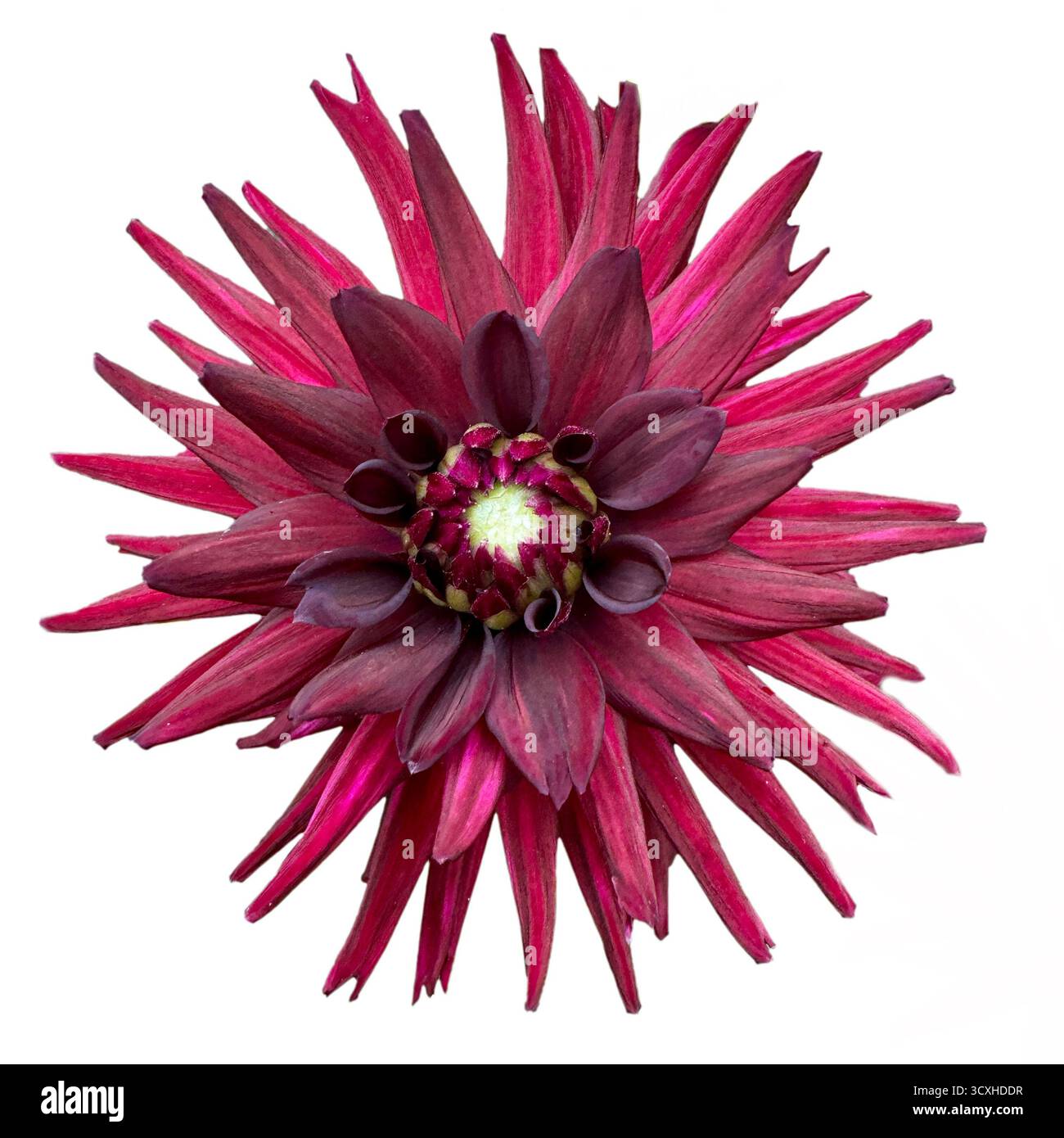Dahlia, bushy tuberous perennial from the Asteraceae family, with large ...