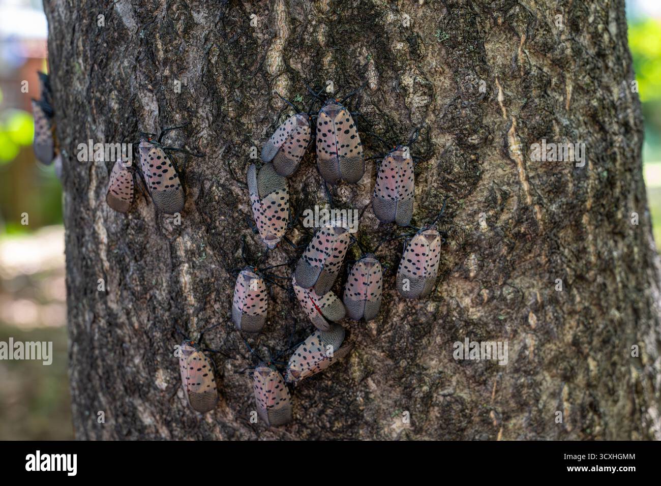 spotted lantern fly Stock Photo - Alamy