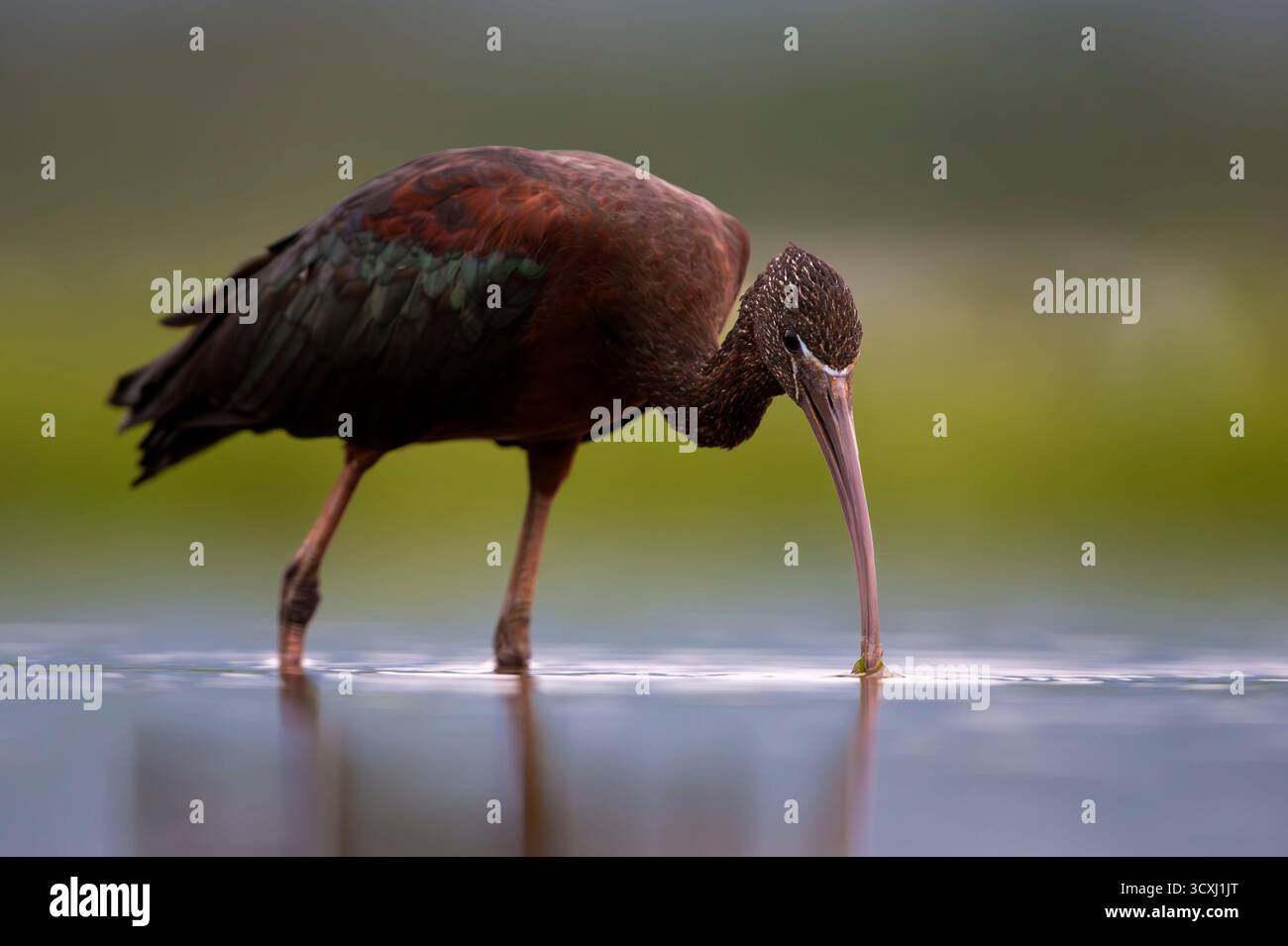 Glossy ibis (Plegadis falcinellus) fishing in a water hole. The glossy ...