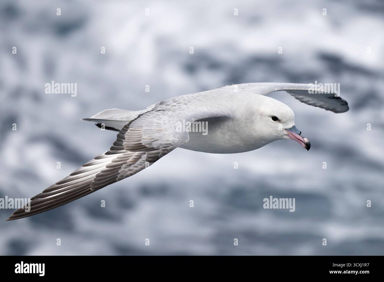 Southern fulmar (Fulmarus glacialoides) in flight. Drake's Passage ...