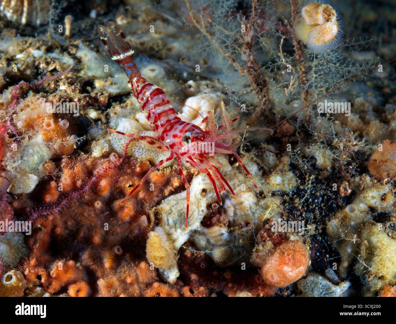 Polar shrimp (Lebbeus polaris). Photographed in Kandalaksha Bay, White ...