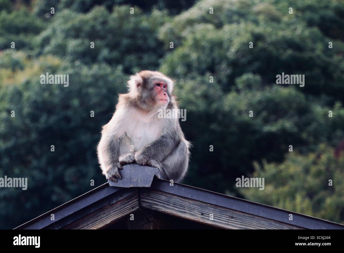 Japanese macaque monkey on a roof top in kyoto, japan Stock Photo - Alamy