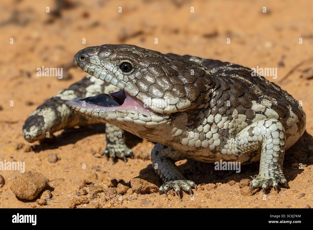 Australian Shingleback Lizard with mouth open Stock Photo - Alamy