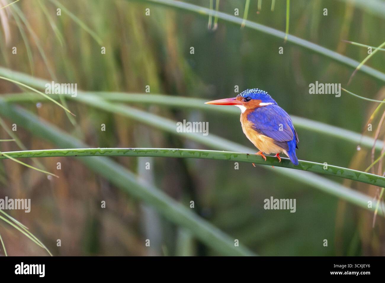 Crested Pygmy Kingfisher (Corythornis scalloped ribbonfish), bird ...
