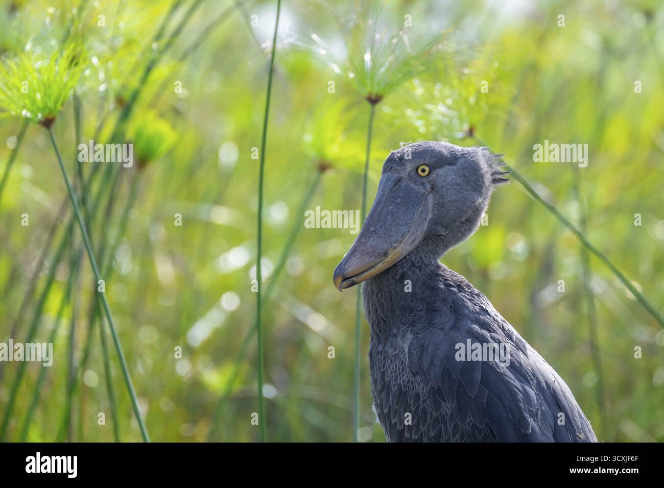 Shoebill (Balaeniceps rex) in the swamps of Mabamba between Papyrus ...