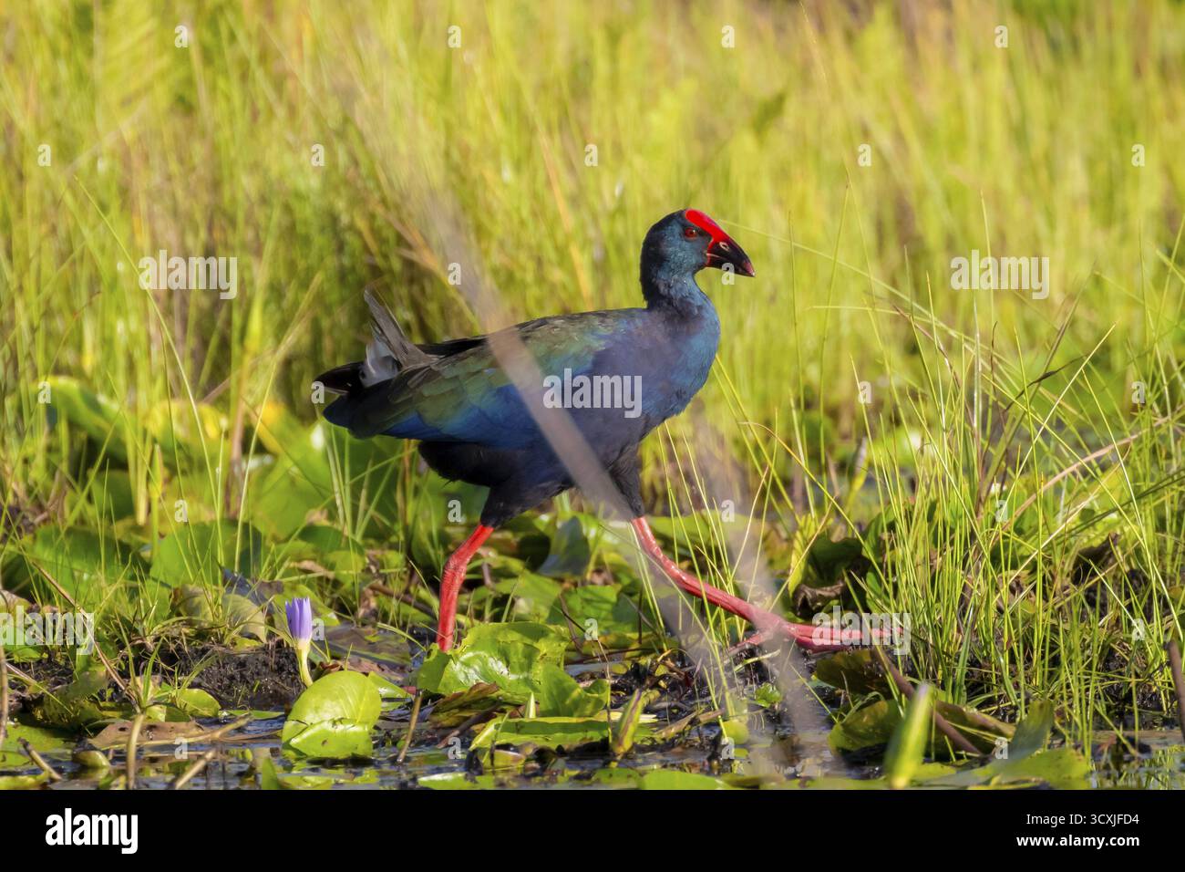 Emerald partridge (Porphyrio madagascariensis), walking on water lily ...