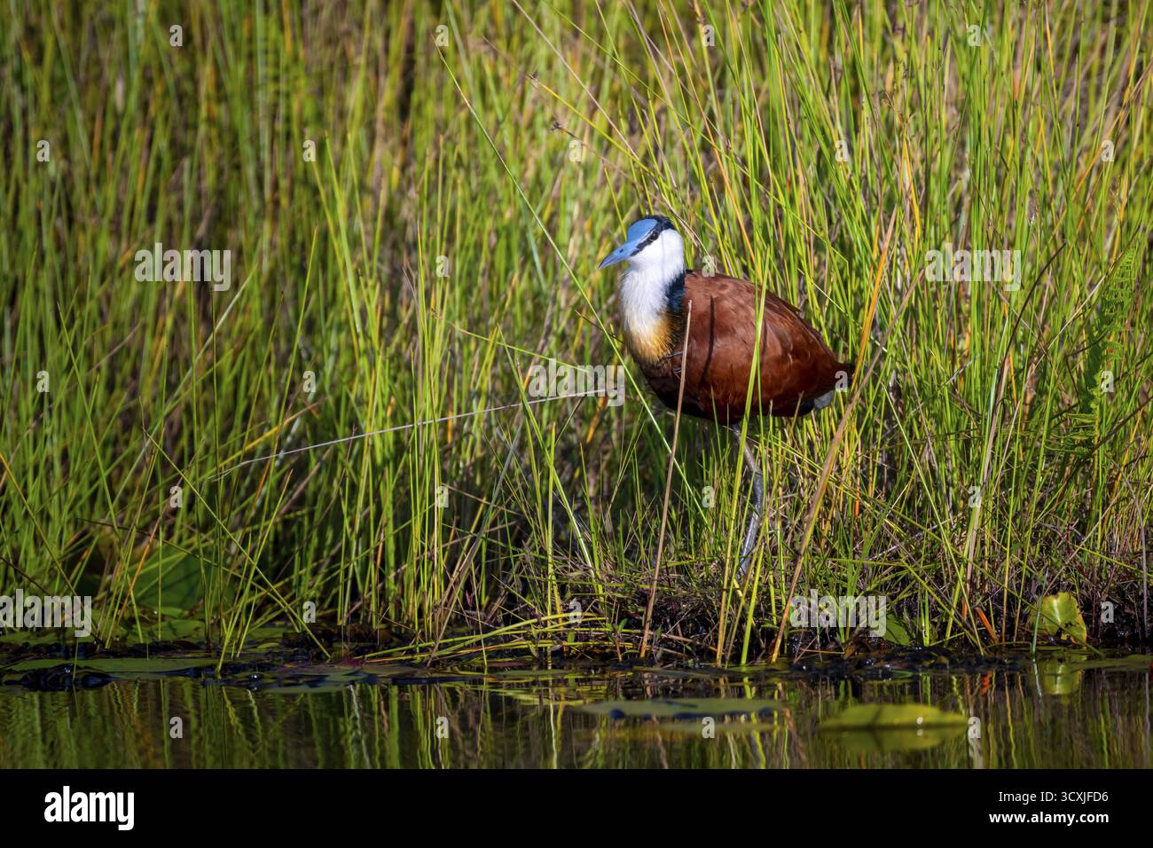 Blue-fronted Jacamar Sandgrouse (Actophilornis africanus), Mabamba ...