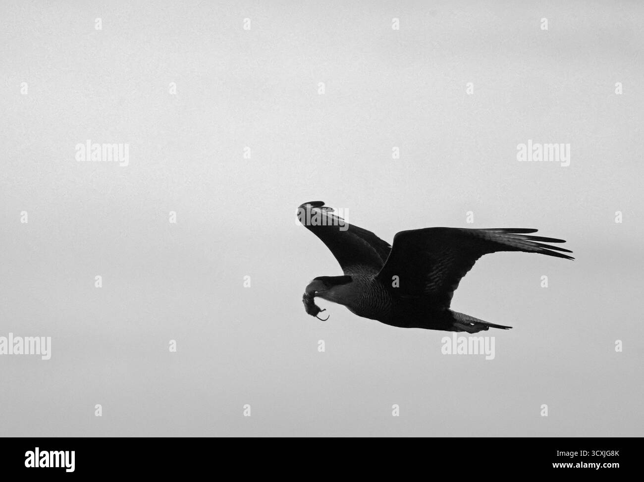 Latin america animal Black and White Stock Photos & Images - Alamy