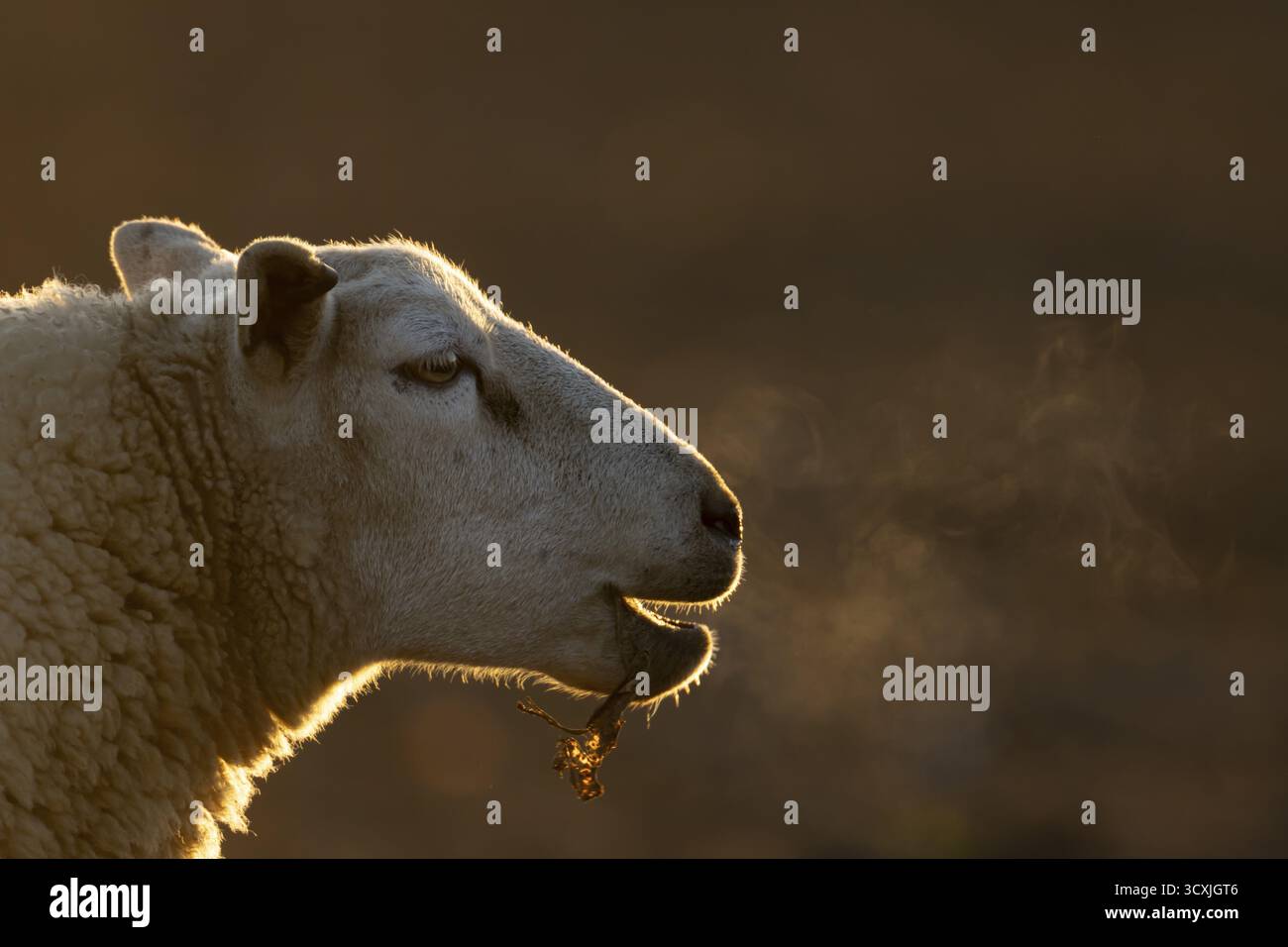 Domestic sheep (Ovis aries) adult farm animal bleeting in winter ...