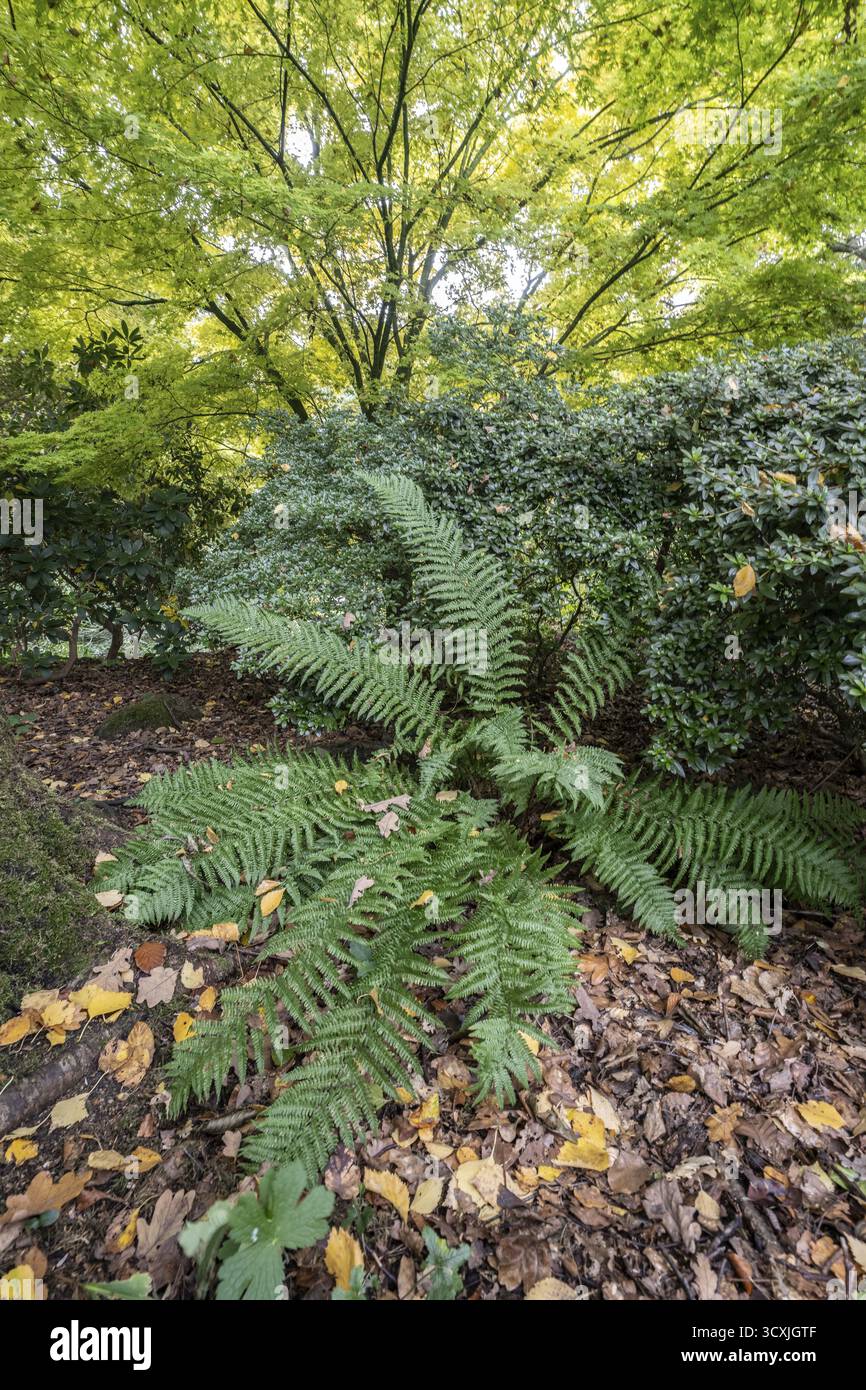 Fern (Polystichum) and Japanese fan maple (Acer palmatum Sangu Kaku ...