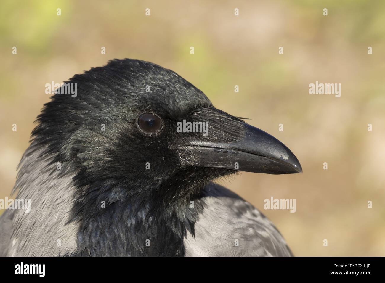 Hooded crow (Corvus cornix) adult bird head portrait, Rome, Italy Stock ...