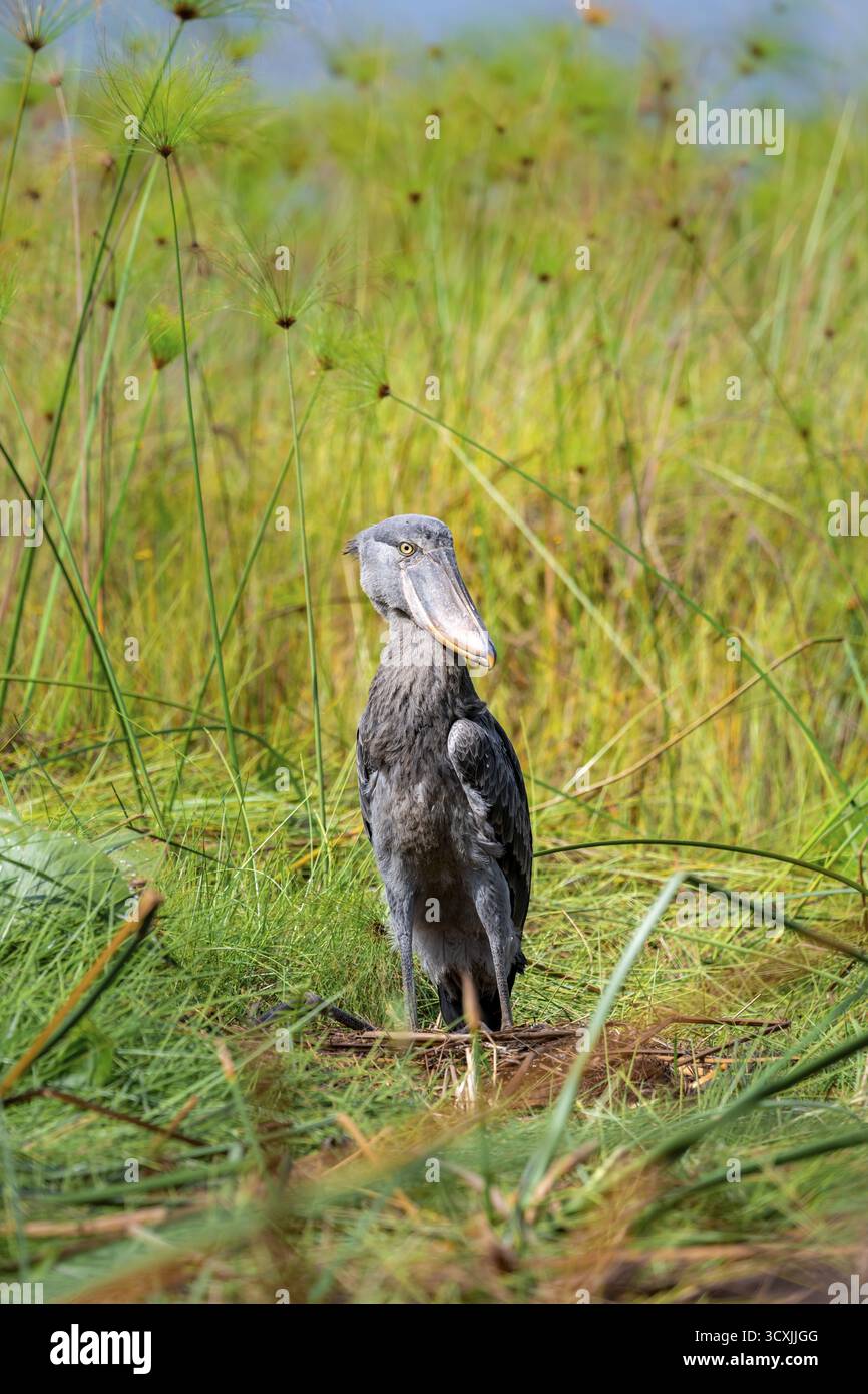 Shoebill Balaeniceps Rex Young Bird Kneeling In Nest Mabamba Swamp