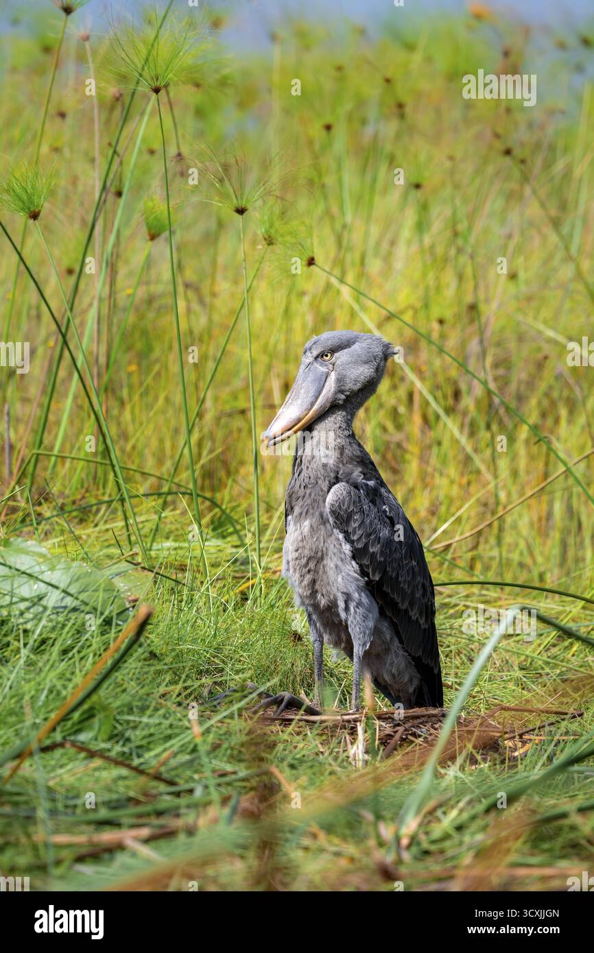 Shoebill Balaeniceps Rex Young Bird Kneeling In Nest Mabamba Swamp