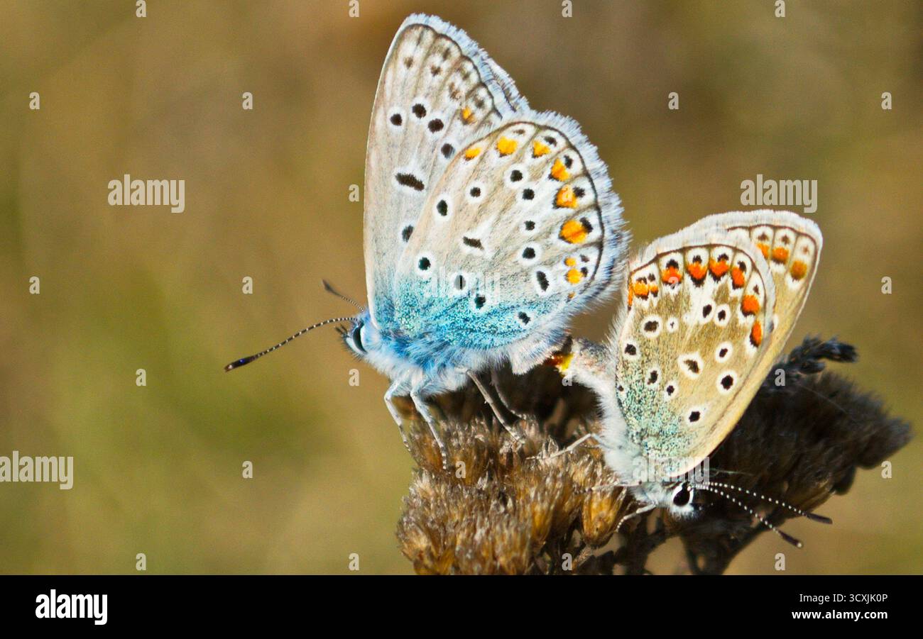 Closed up blue garden hi-res stock photography and images - Alamy