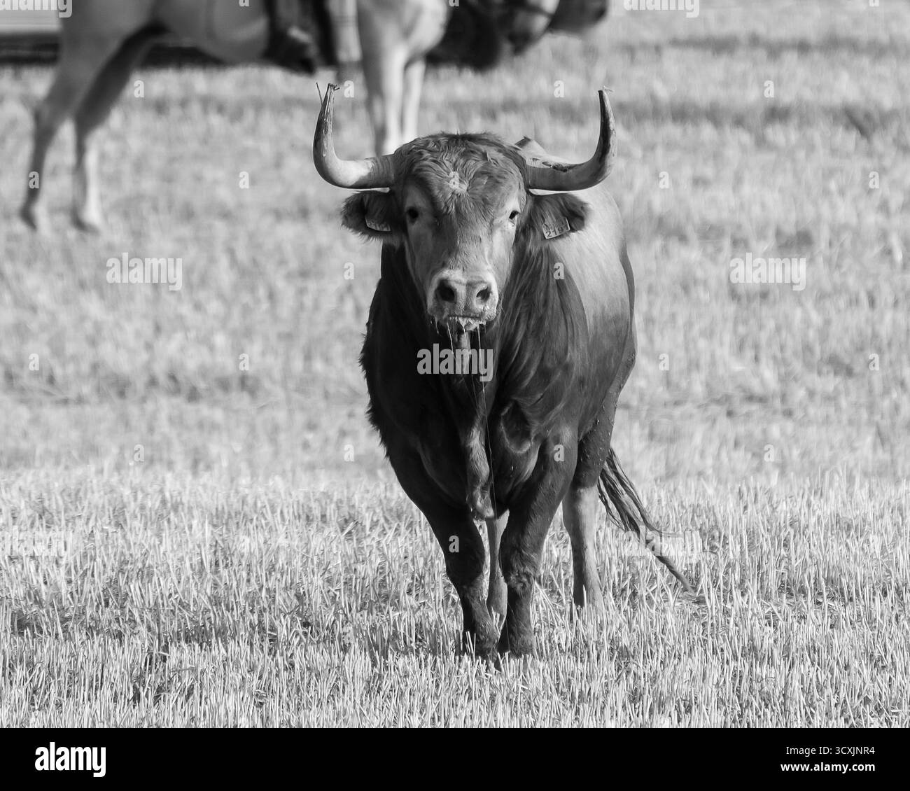 Walking through grass in midday hi-res stock photography and images - Alamy