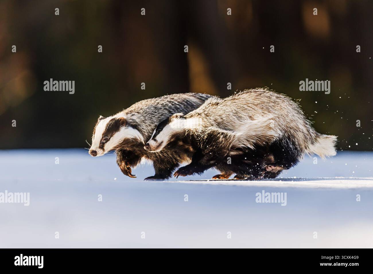 Two European badgers Meles meles are running quickly side by side ...