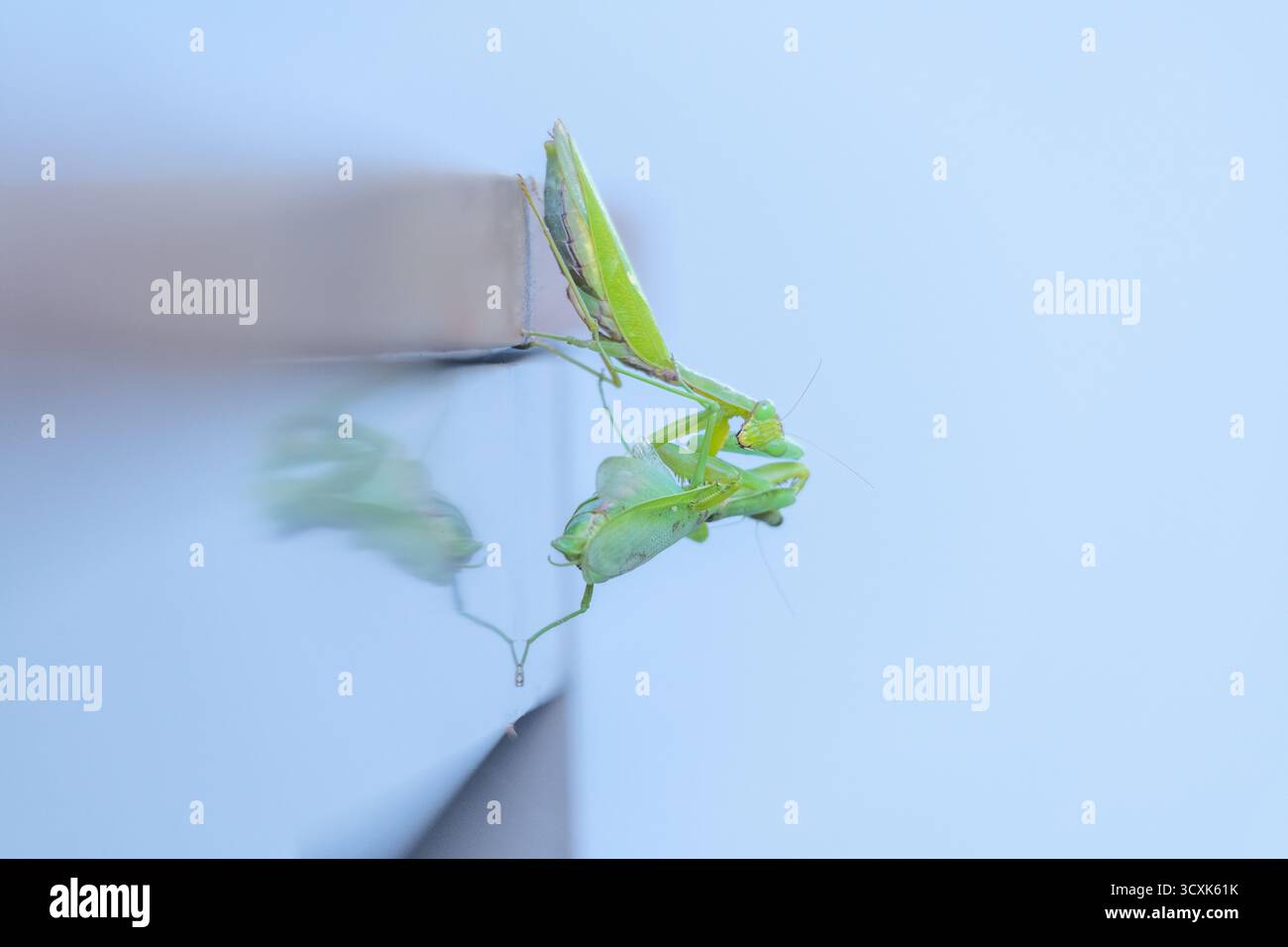 Cannibalistic behaviour hi-res stock photography and images - Alamy