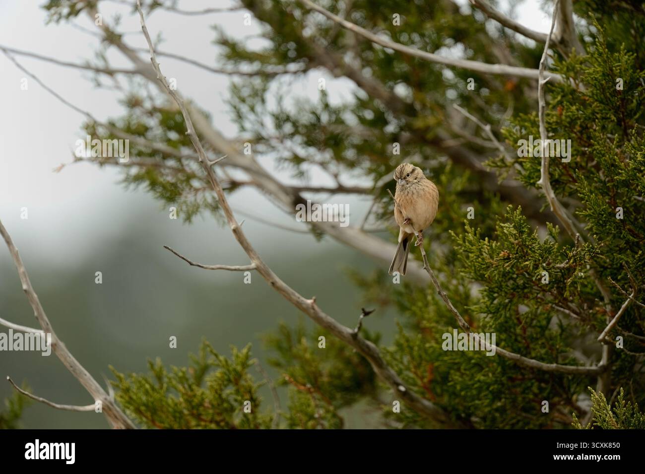 Rock Bunting (Emberiza cia), perched on a brown branch in its natural ...