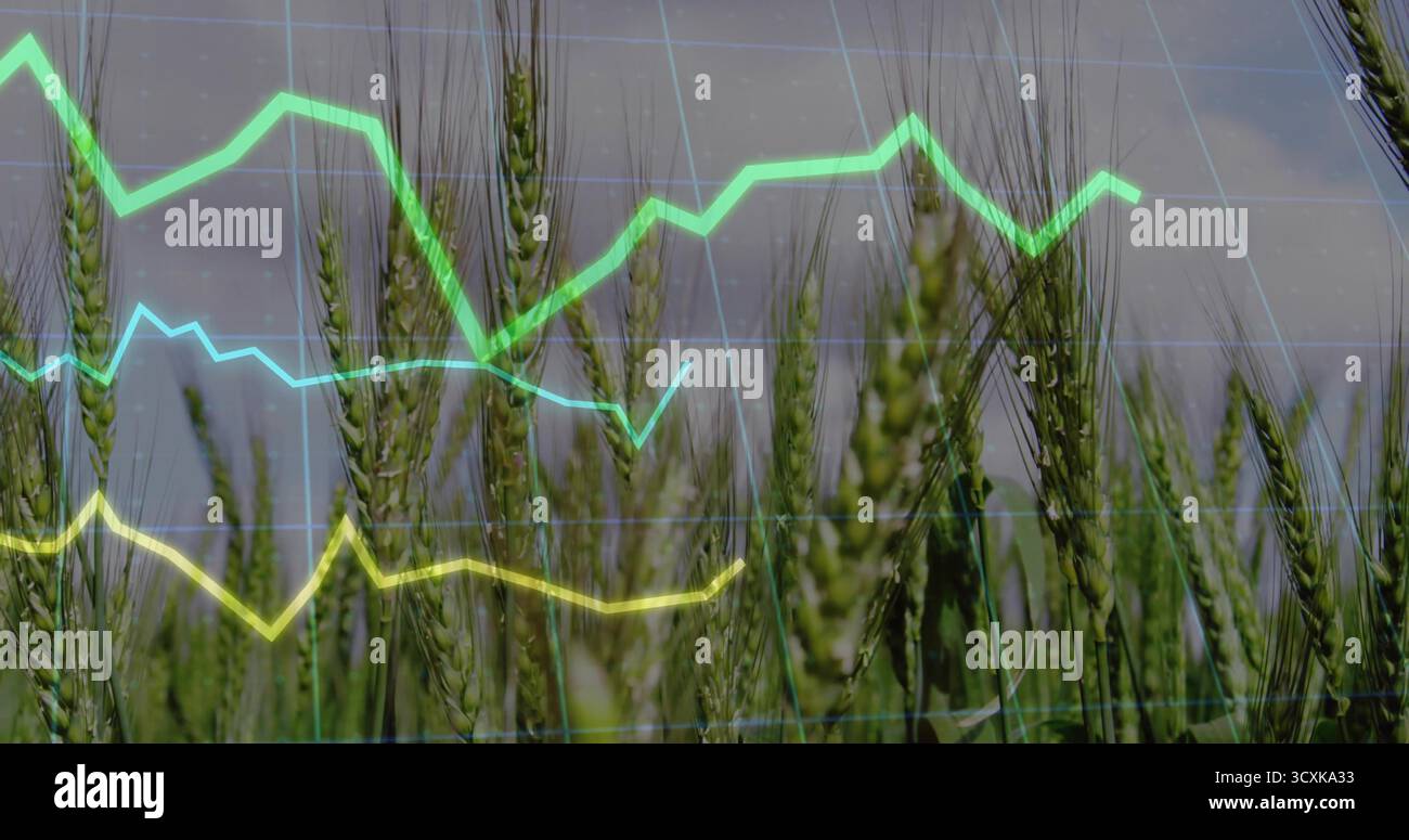 Showcasing lush wheat stalks dominating field, with translucent grid ...