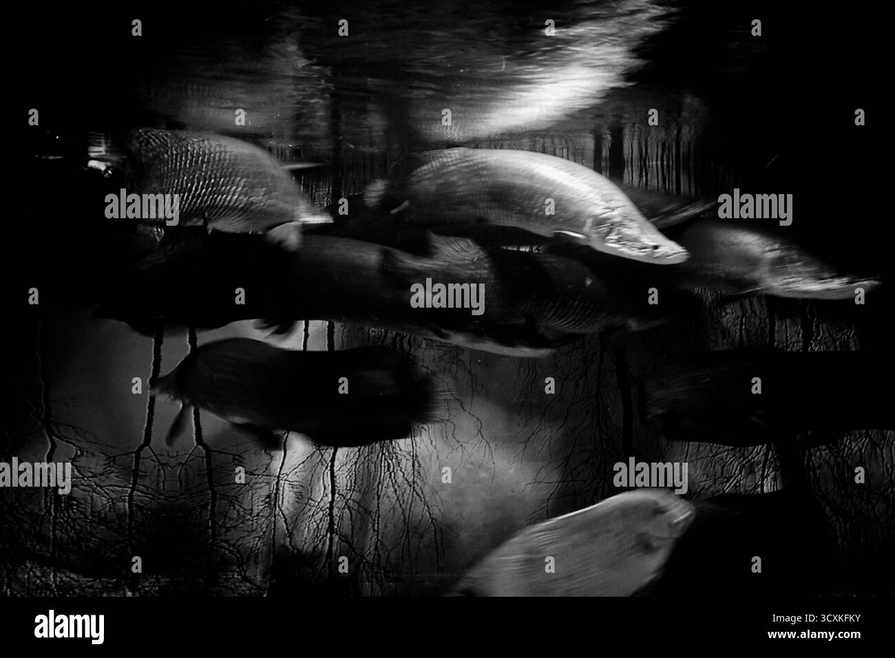 Small multiple Black and White Stock Photos & Images - Alamy