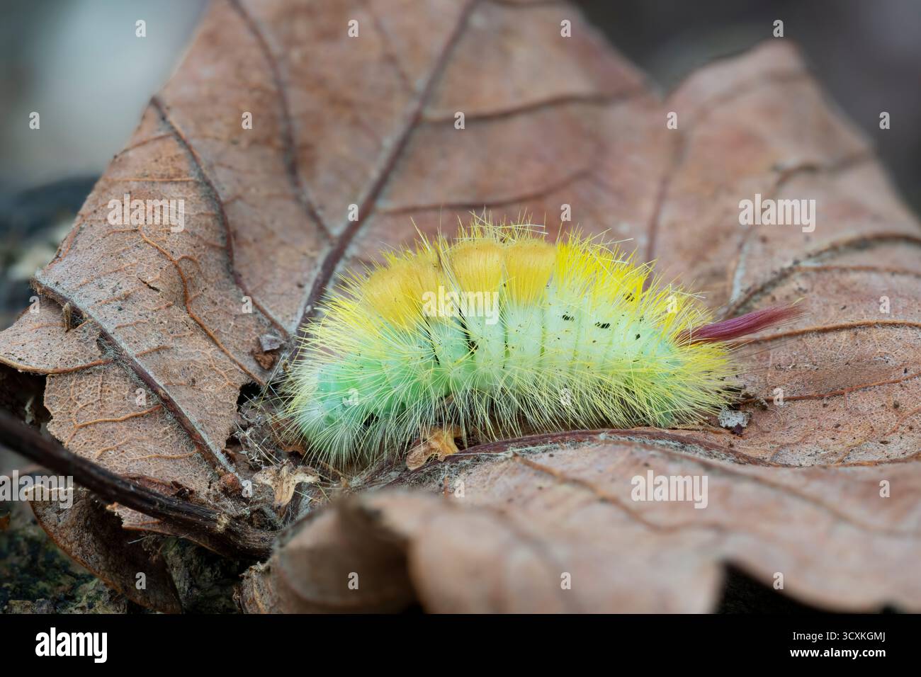 Pale tussock Calliteara pudibunda,side profile view of a single ...