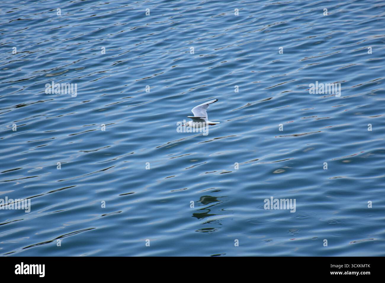 Elegant seagull gracefully flying above the Danube river, soft light ...