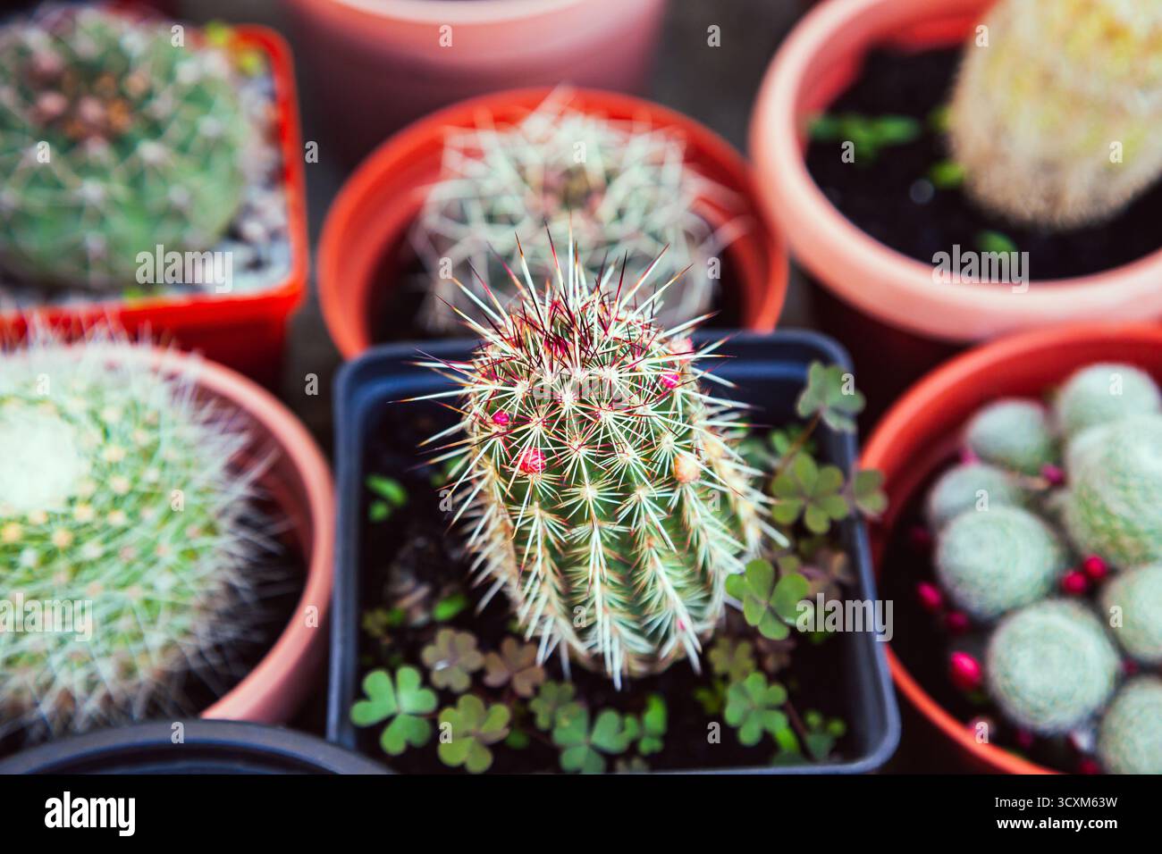 Various types cacti growing hi-res stock photography and images - Alamy