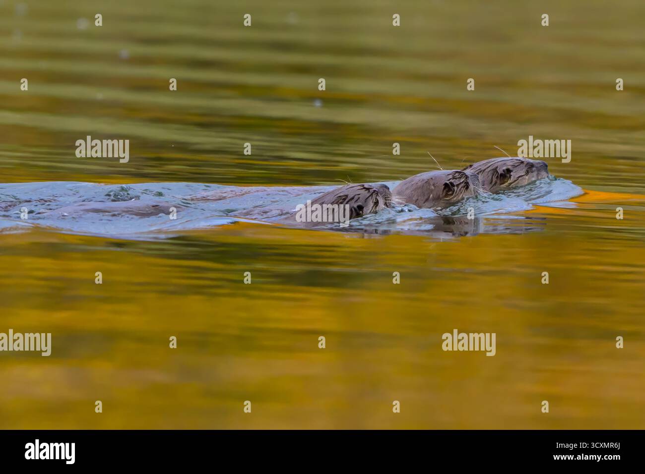 3 river otters swimming hi-res stock photography and images - Alamy