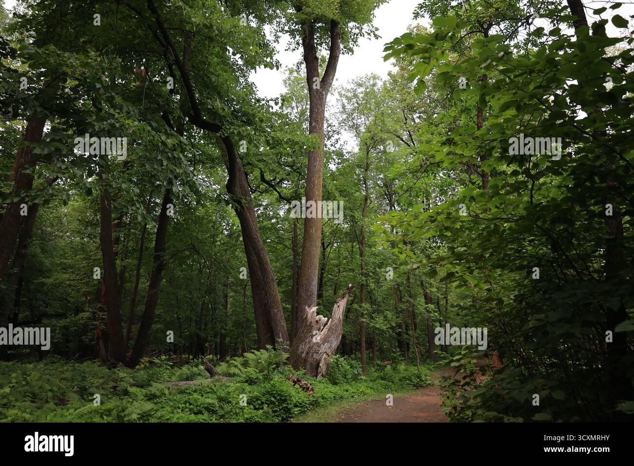 Shattered stumps hi-res stock photography and images - Alamy