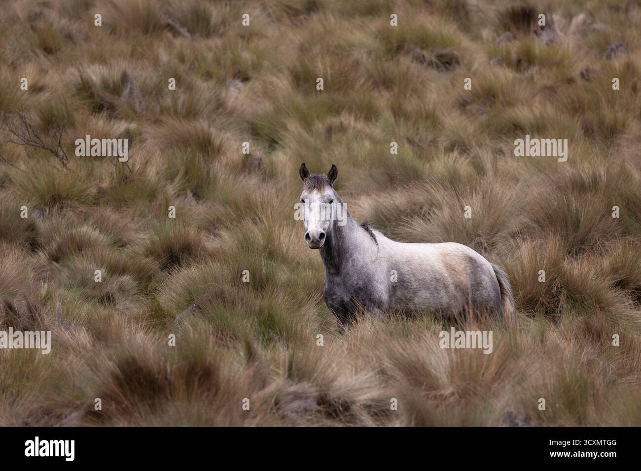 Grey horse standing among páramo grasses in Antisana Ecological Reserve ...