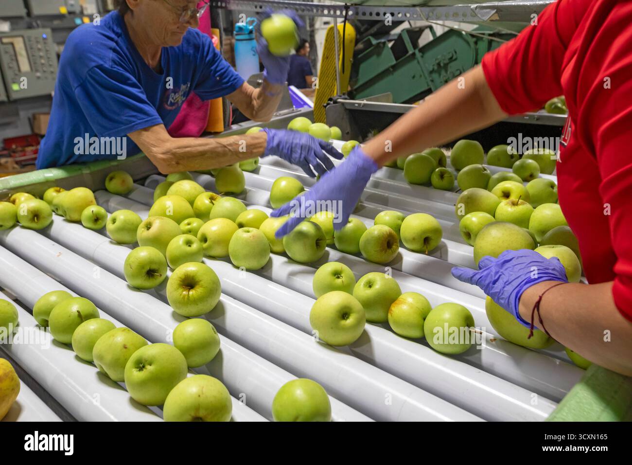 Berrien Springs, Michigan - Fresh apples are sorted and packed at ...