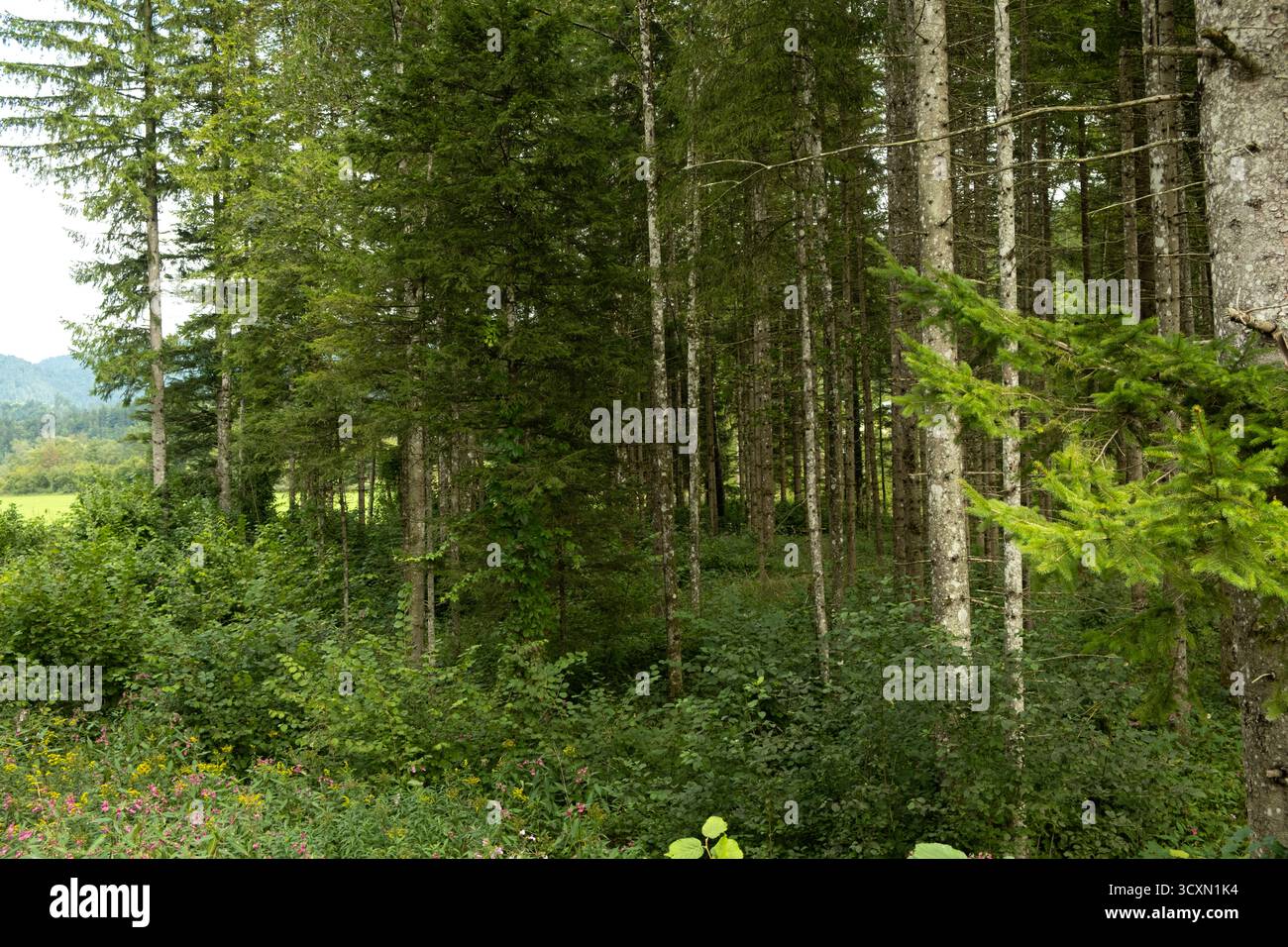 Coniferous forest, many evergreen spruce trees in the forest Stock ...