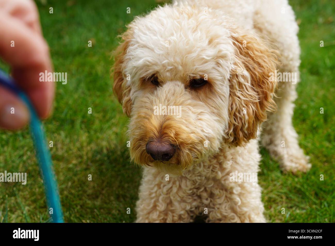 RECORD DATE NOT STATED buddy the middle poodle at Helmstadt in Germany ...