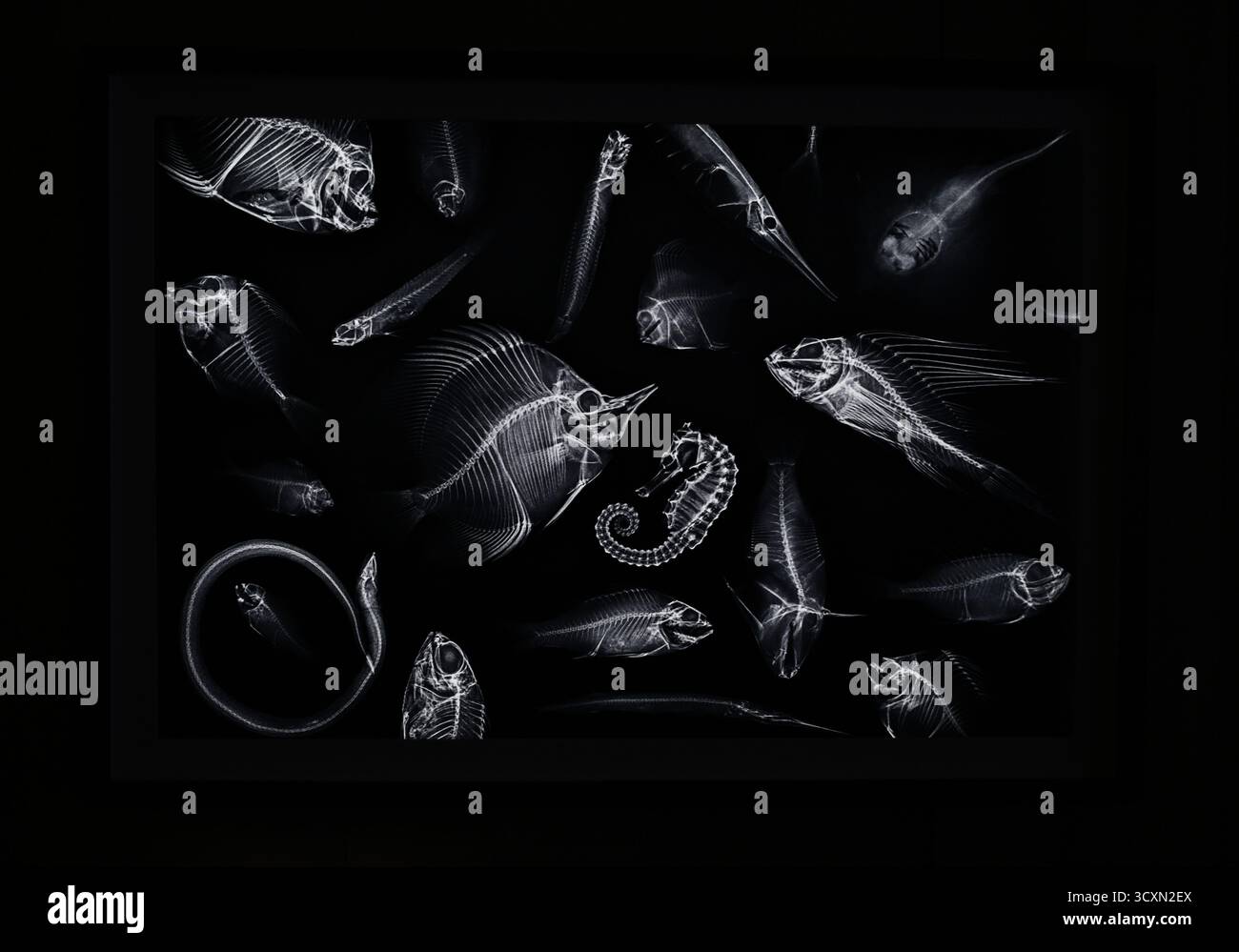 South African wildlife photographer Wim ban den Heever was announced as ...