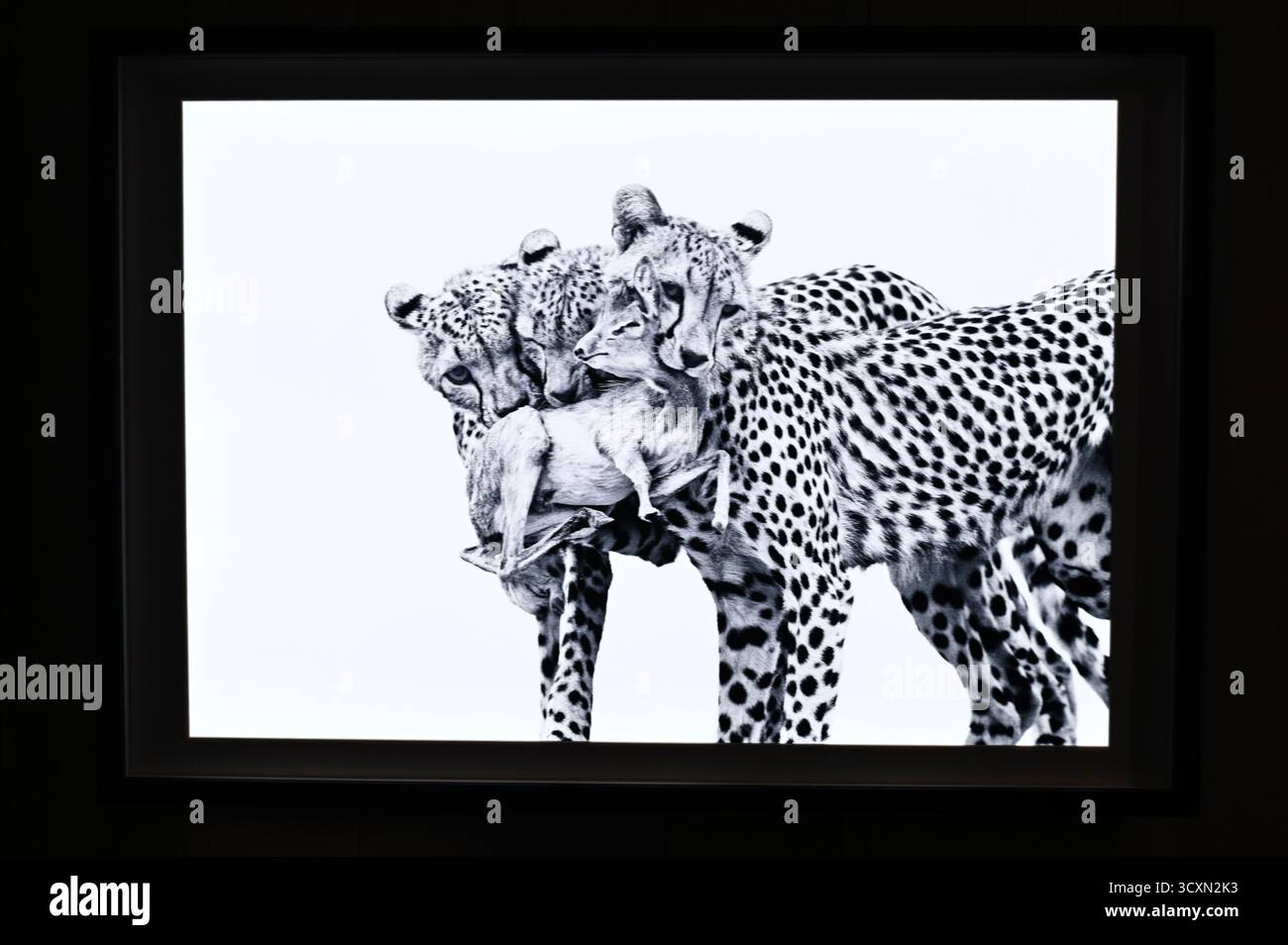 South African wildlife photographer Wim ban den Heever was announced as ...