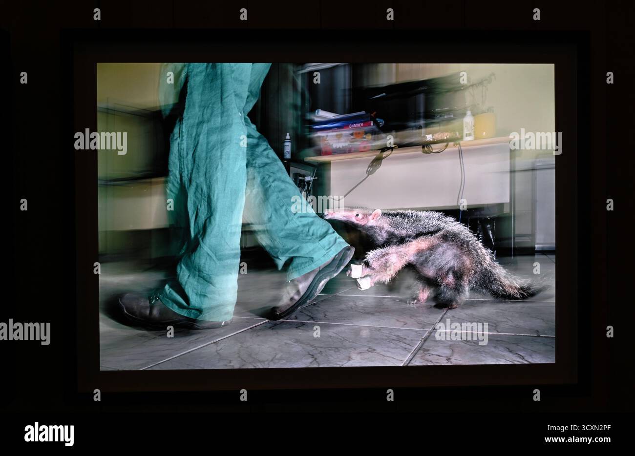 Rarest hyena species hi-res stock photography and images - Alamy