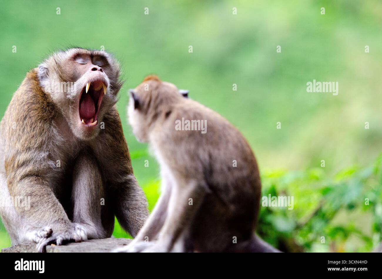 A yawning long-tailed macaque (Macaca fascicularis), commonly known as ...