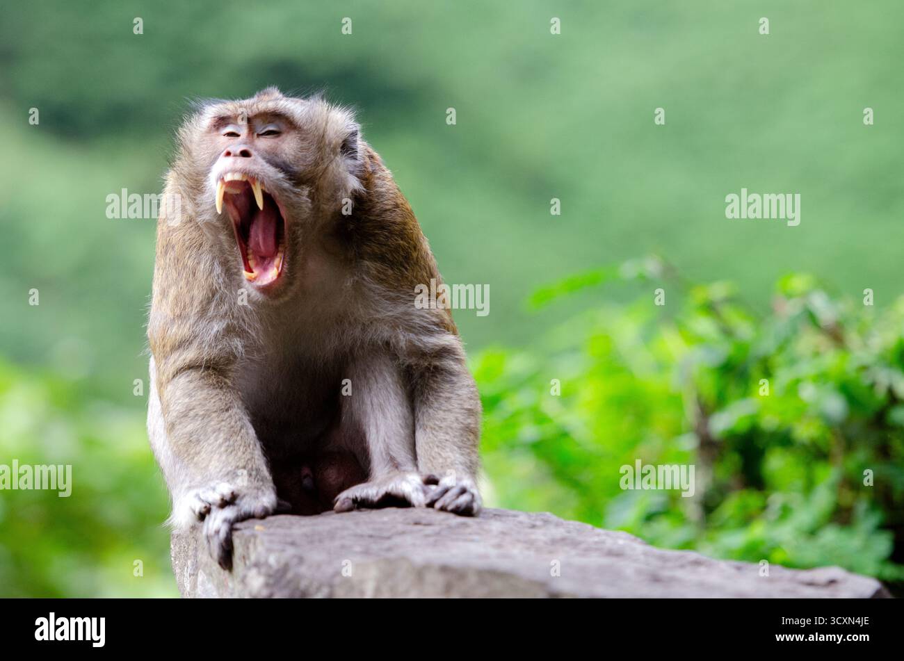 Yawning long tailed macaque hi-res stock photography and images - Alamy