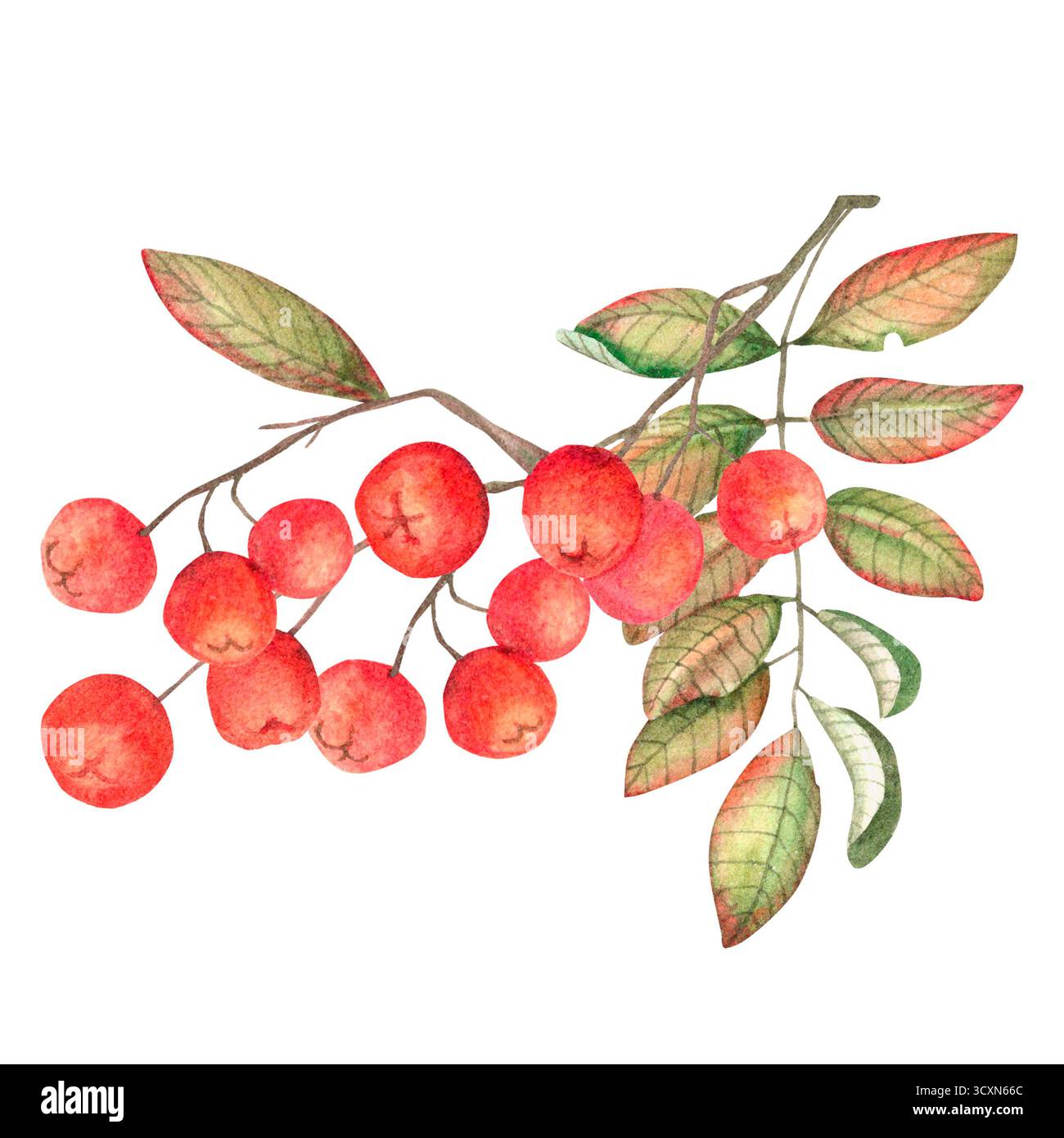 Rowan berries autumn mountain Cut Out Stock Images & Pictures - Alamy