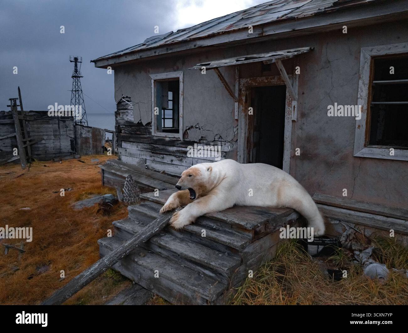 A Polar Bear Is Seen At An Abandoned Research Station On Koluchin
