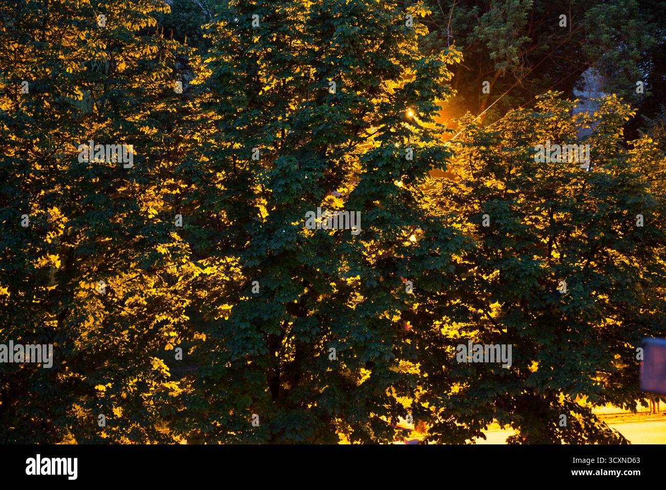 Trees illuminated by street lights at night, with artificial light ...