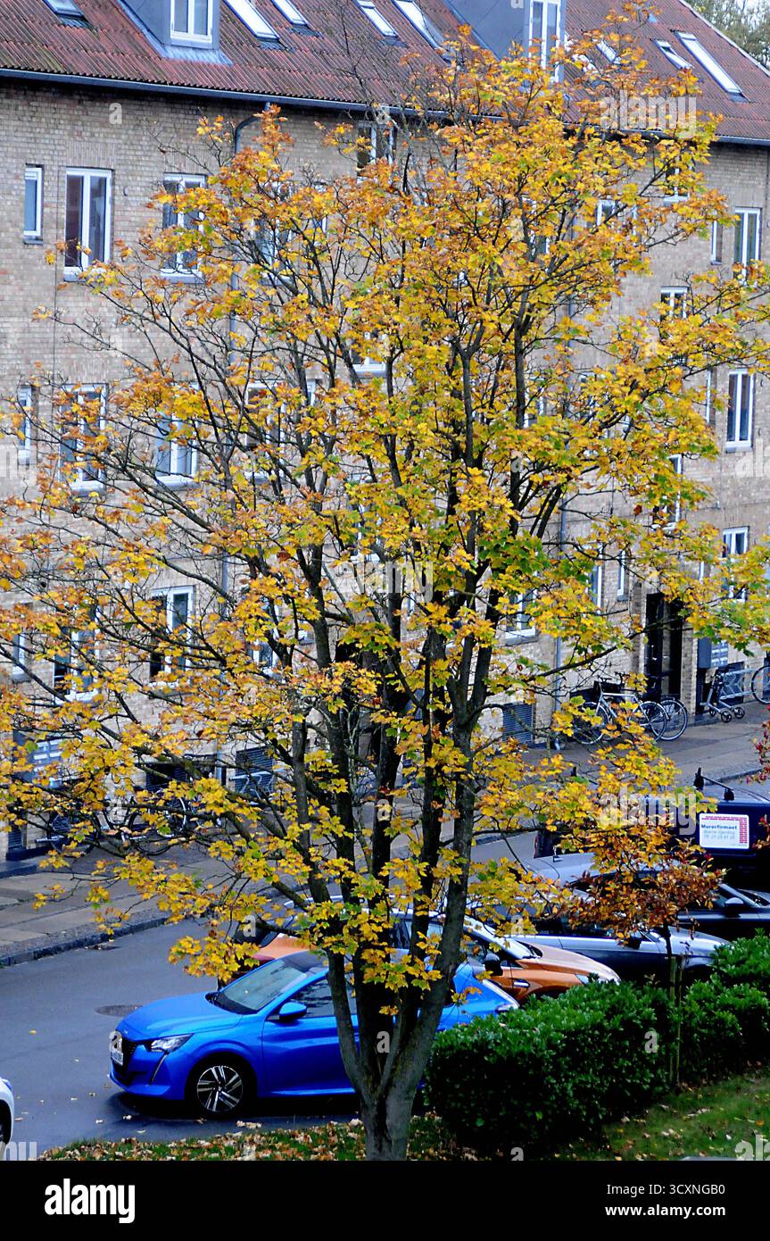 Kastrup/Copenhagen/ Denmark/15 oct.2025/colourful tall tree and leave ...